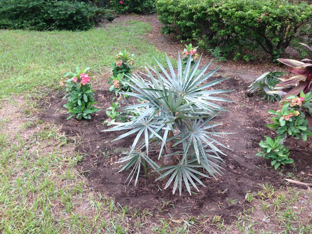 Coccothrinax macroglossa azul - DISCUSSING PALM TREES WORLDWIDE - PalmTalk