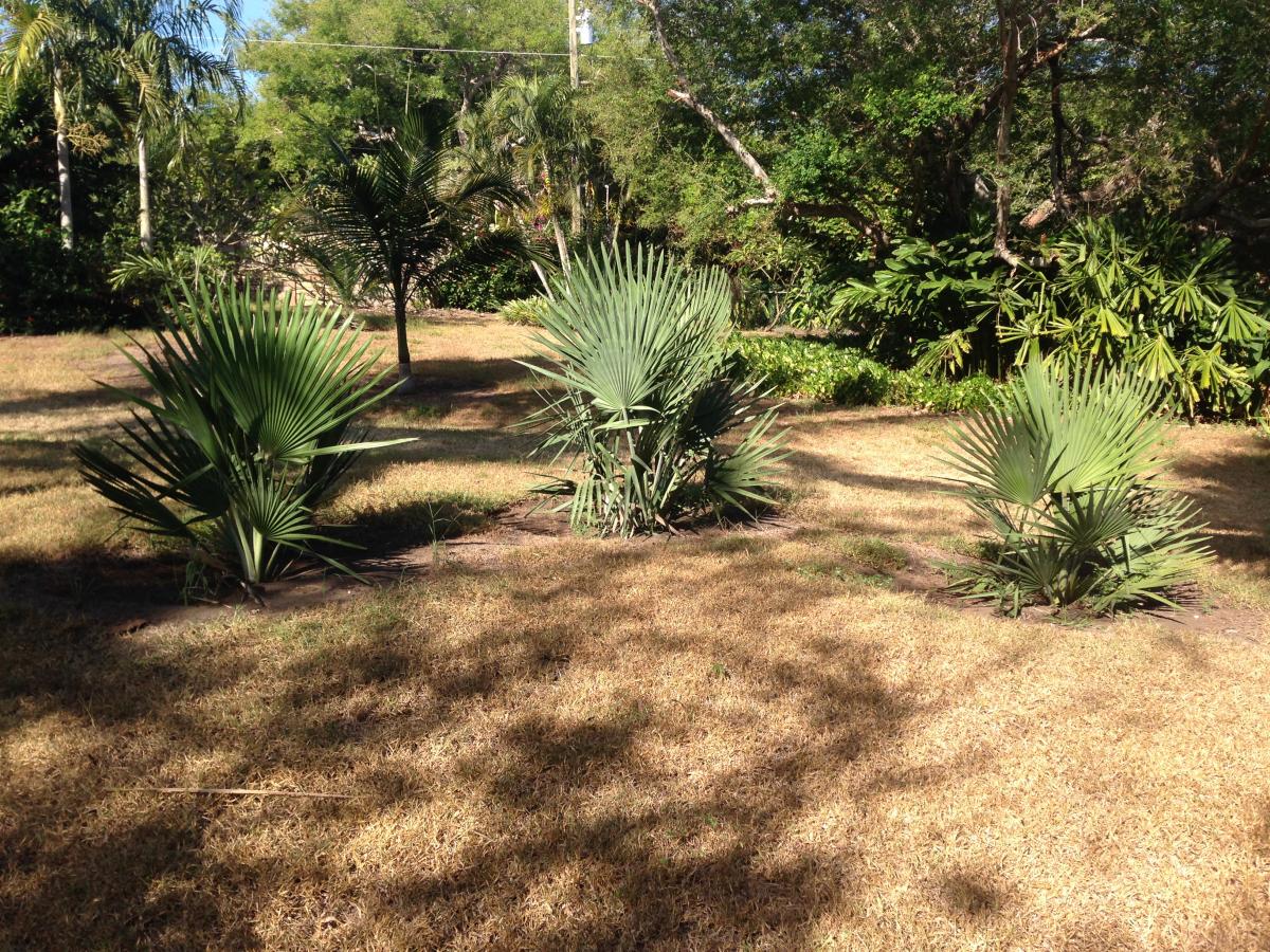 Copernicia Conundrum - DISCUSSING PALM TREES WORLDWIDE - PalmTalk