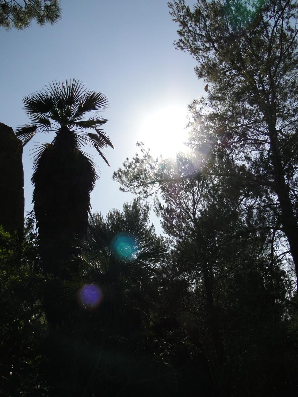 chamaerops humilis in habitat - DISCUSSING PALM TREES WORLDWIDE - PalmTalk