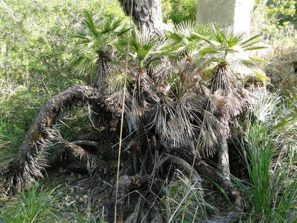 chamaerops humilis in habitat - DISCUSSING PALM TREES WORLDWIDE - PalmTalk