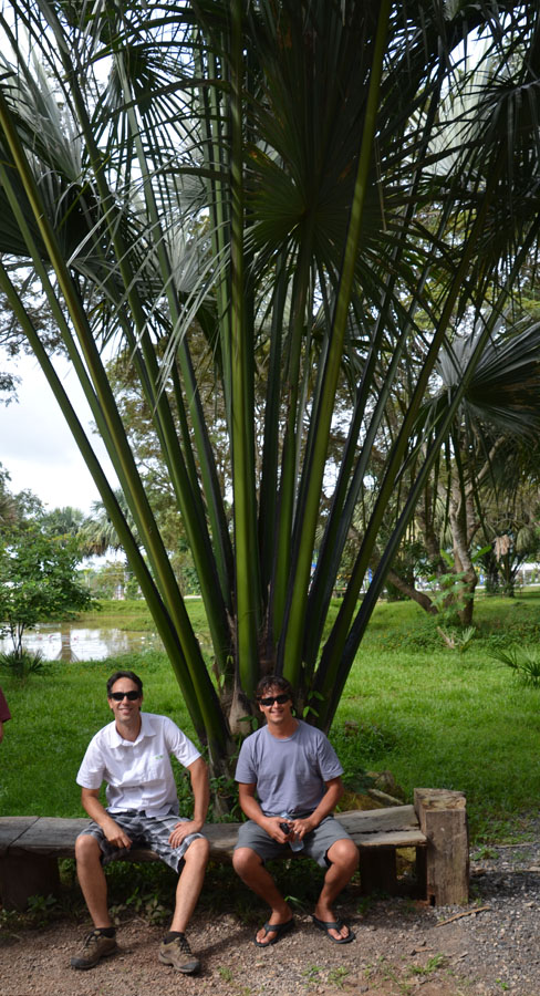 Corypha lecomtei - PALMAS Y PALMERAS EN ESPAÑOL (Spanish Forum) - PalmTalk