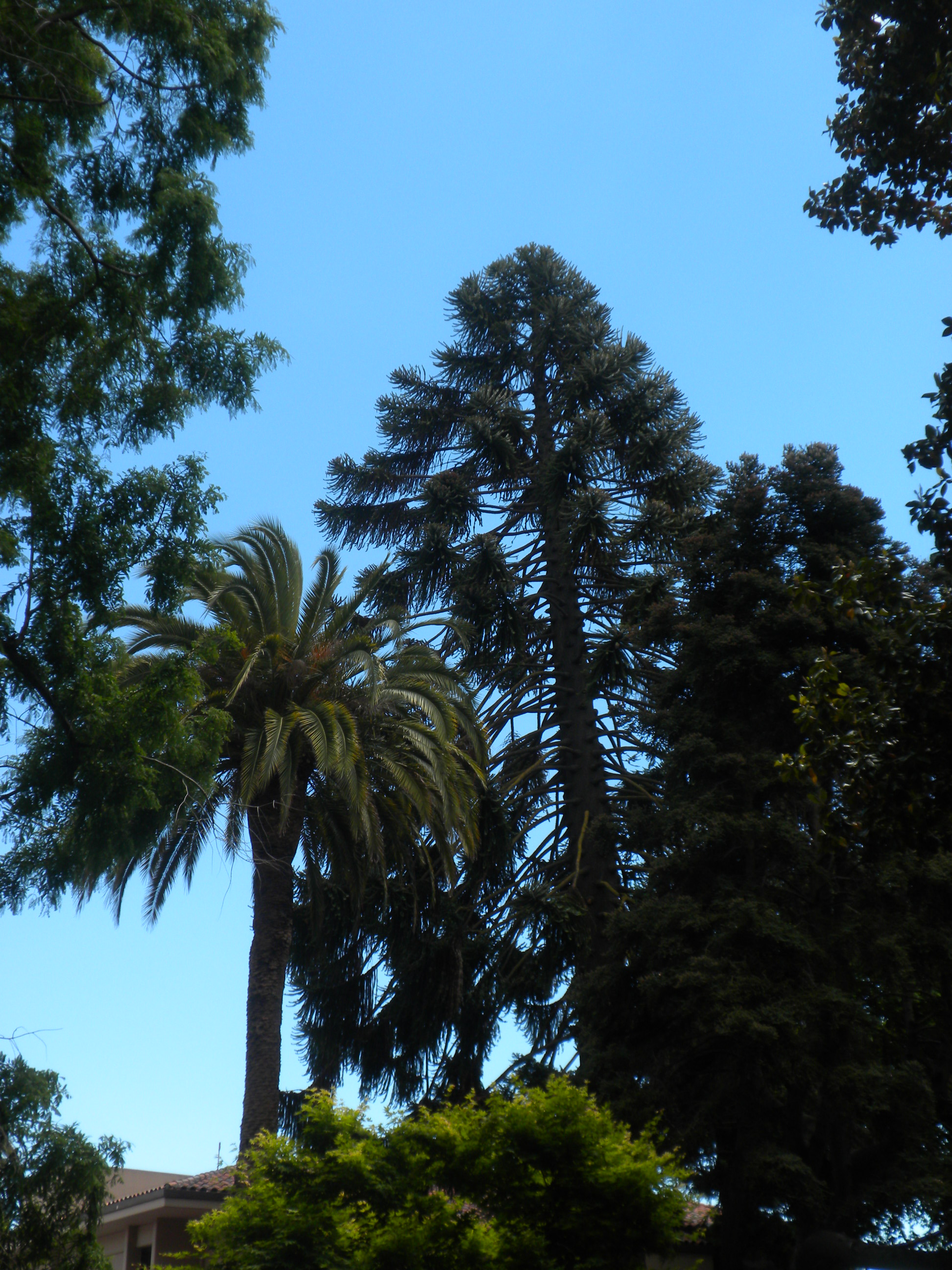 cool looking tree! - TROPICAL LOOKING PLANTS - Other Than Palms - PalmTalk