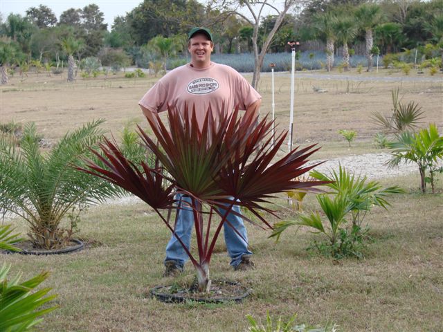 Red leaved palms... - DISCUSSING PALM TREES WORLDWIDE - PalmTalk
