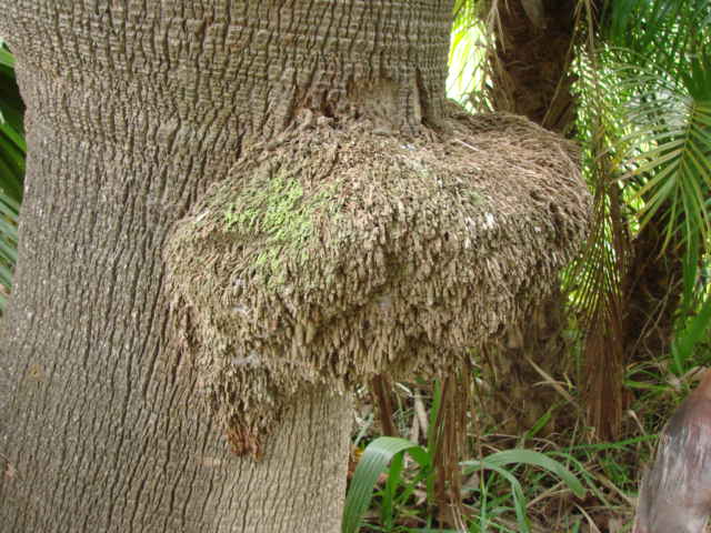 Washingtonia aerial roots - DISCUSSING PALM TREES WORLDWIDE - PalmTalk