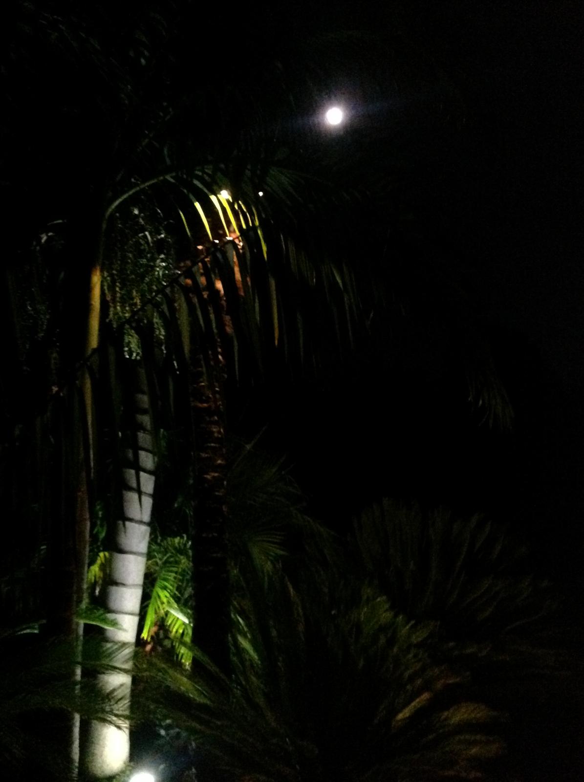 Palm photos with perigee moon - DISCUSSING PALM TREES WORLDWIDE - PalmTalk