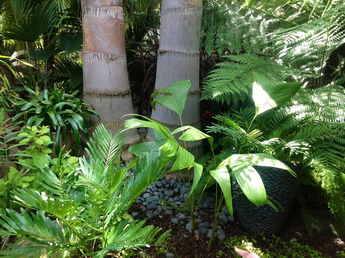 Friday Morning Planting Frenzy - DISCUSSING PALM TREES WORLDWIDE - PalmTalk