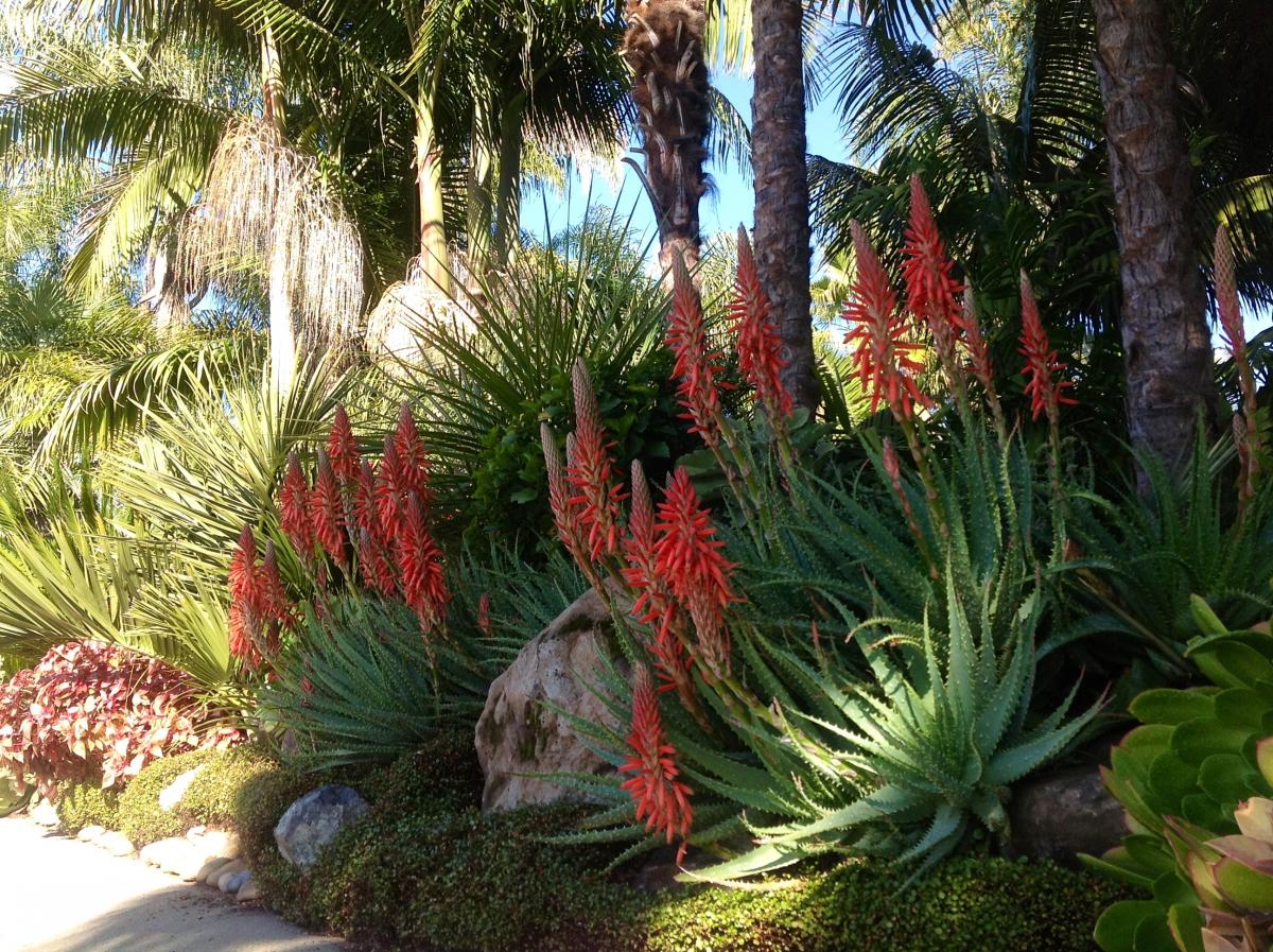 Aloe Infused alfredii and decipiens - DISCUSSING PALM TREES WORLDWIDE ...