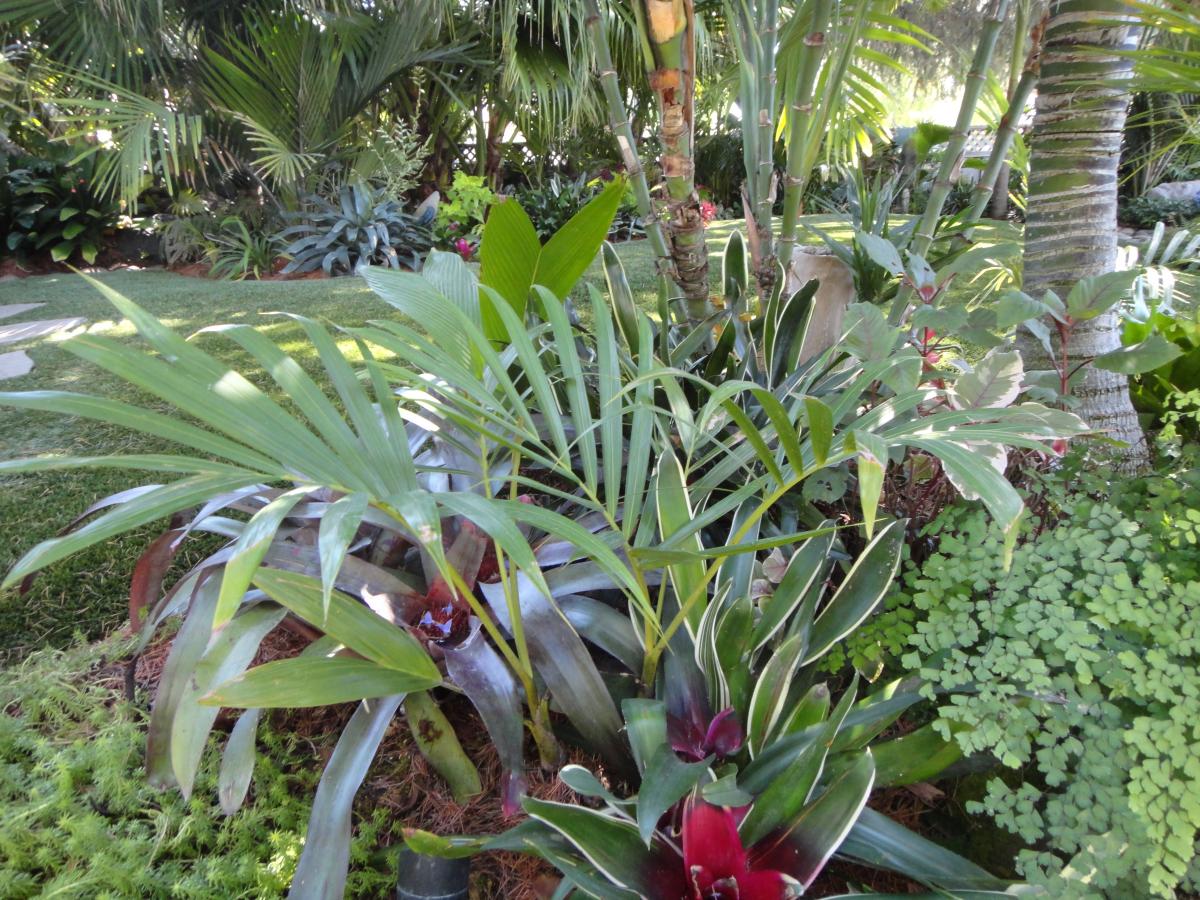 this slug has finally started to show some color - DISCUSSING PALM ...