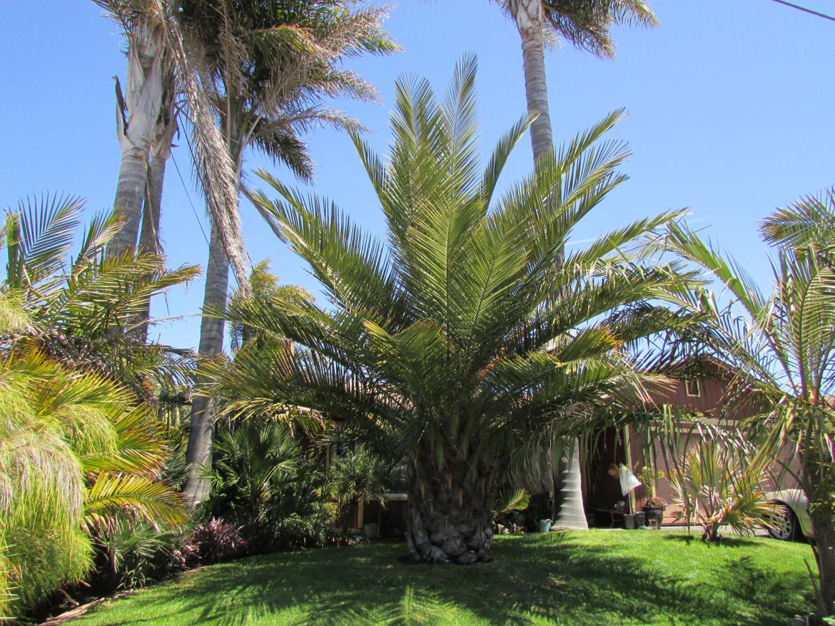 Jubaea flowering for the first time - DISCUSSING PALM TREES WORLDWIDE ...