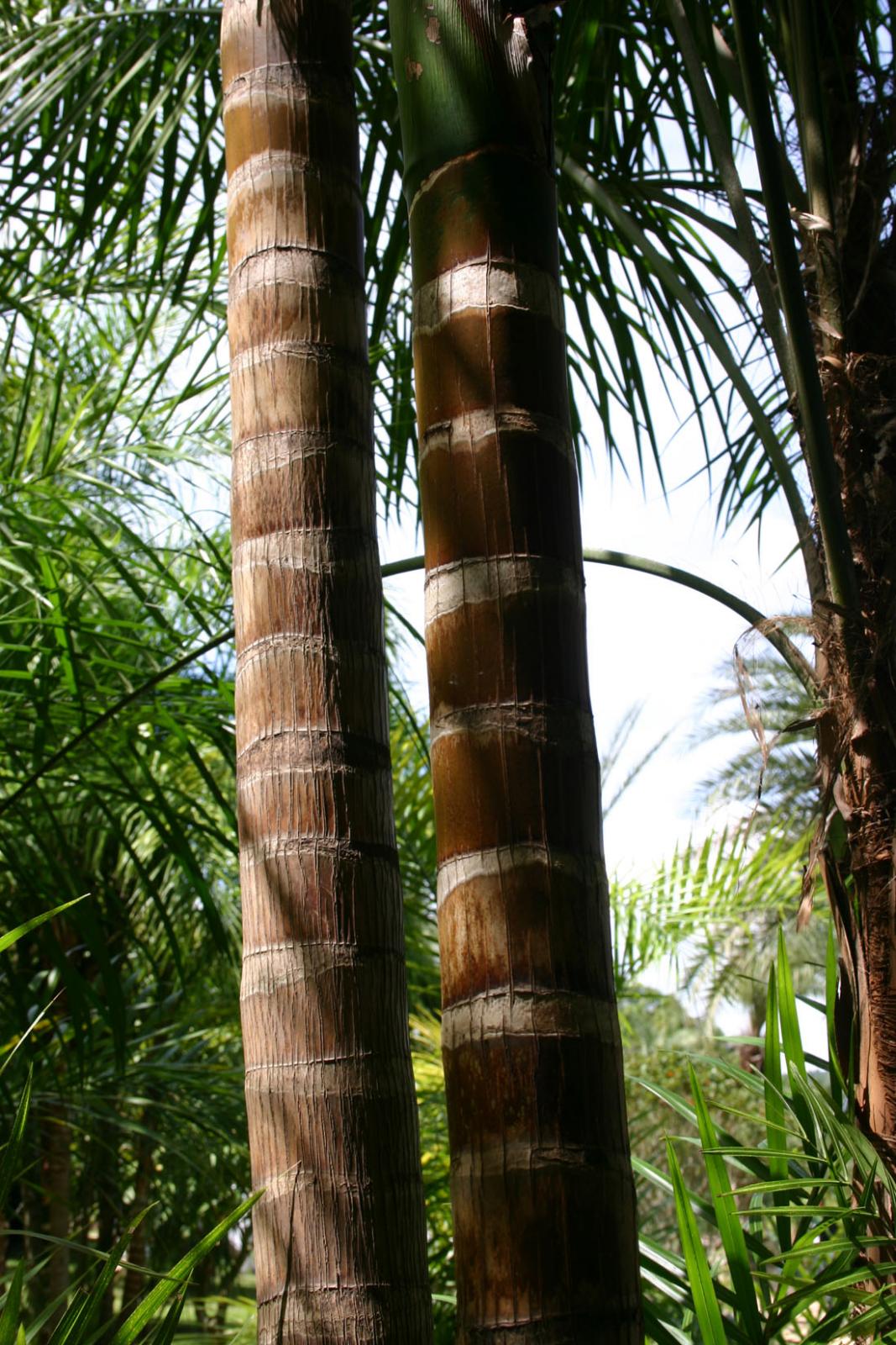 what is your syagrus of choice? - DISCUSSING PALM TREES WORLDWIDE ...