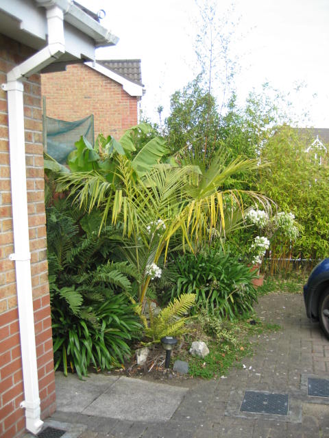 Junaia australis - DISCUSSING PALM TREES WORLDWIDE - PalmTalk