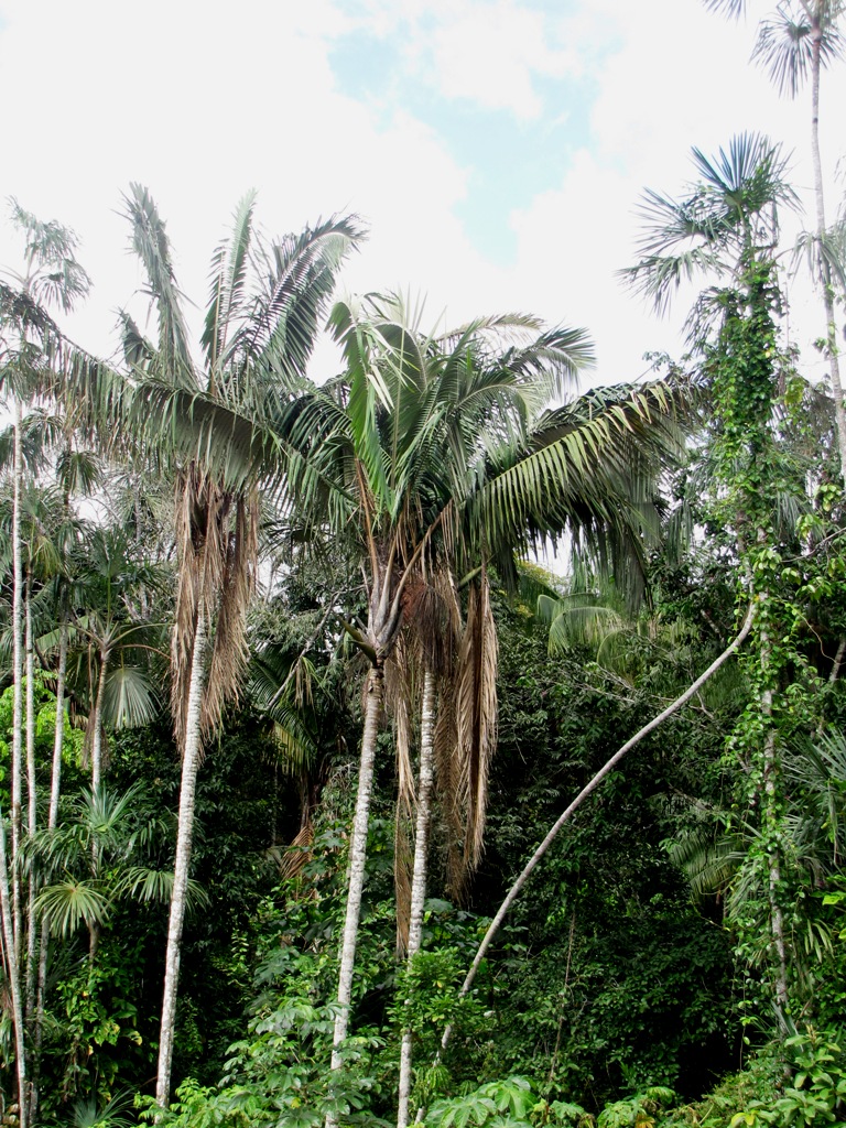 Oenocarpus Bataua from seed - DISCUSSING PALM TREES WORLDWIDE - PalmTalk