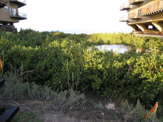 Commando Plant - DISCUSSING PALM TREES WORLDWIDE - PalmTalk