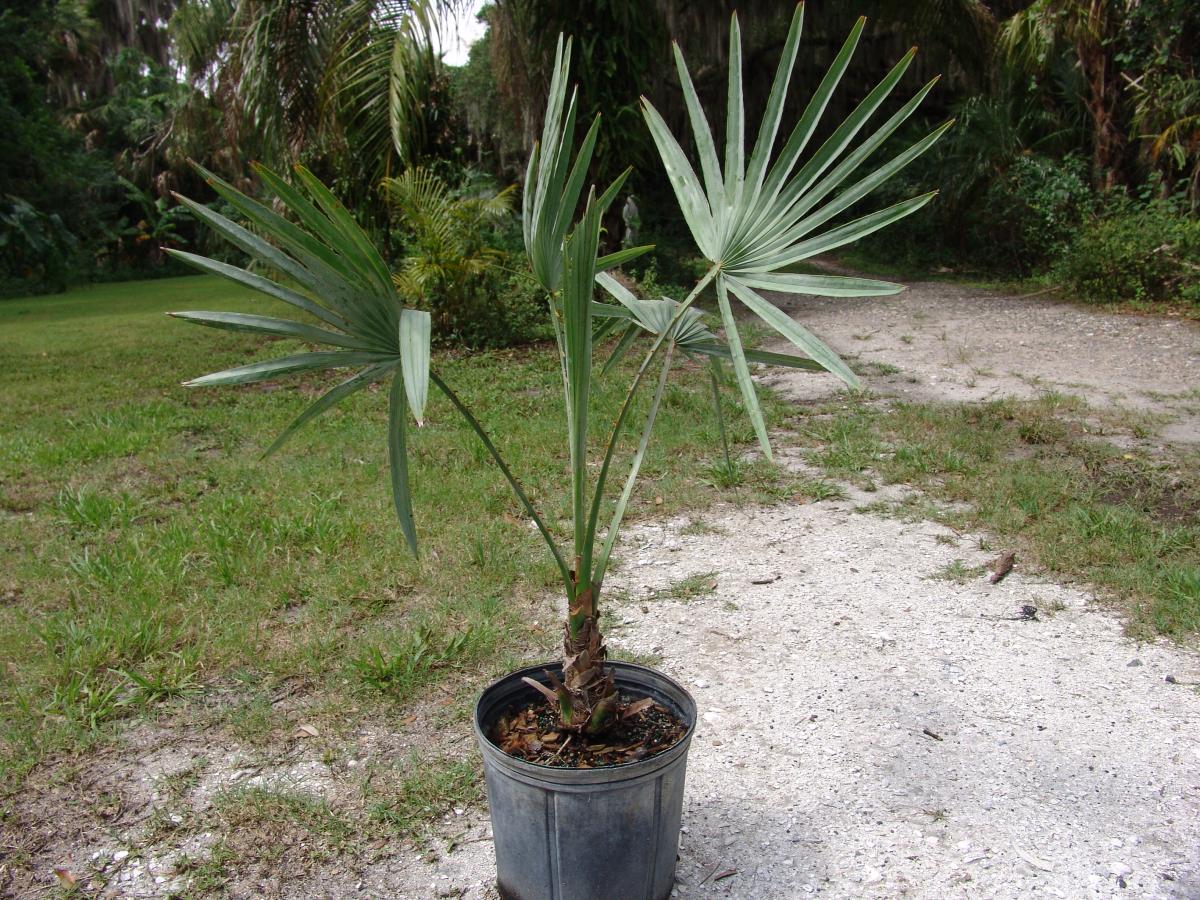 3 gallon copernicia alba palm Caranday wax palm - For Sale - PalmTalk