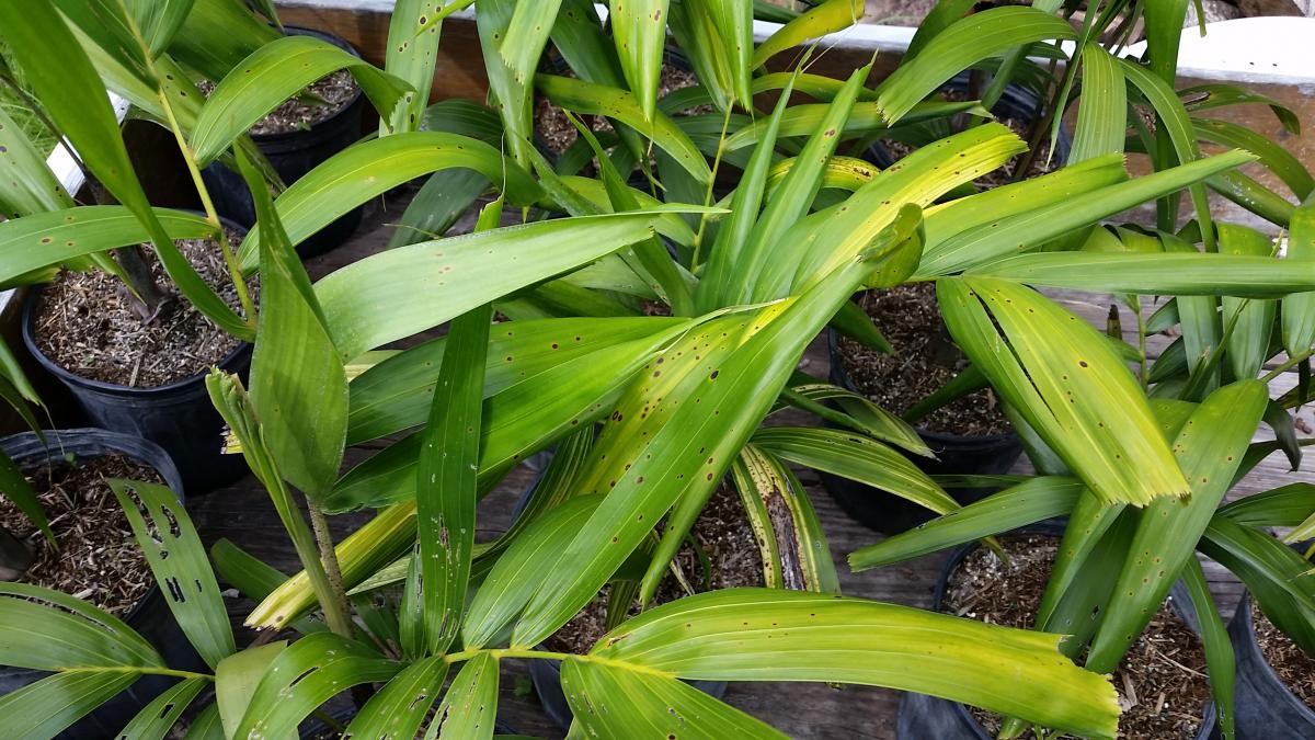 3 gallon Foxy lady hybrids. - For Sale - PalmTalk