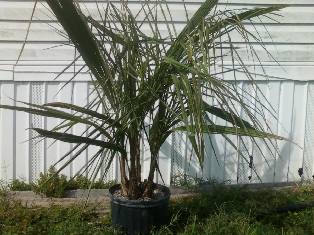 Quad Mule palm. - DISCUSSING PALM TREES WORLDWIDE - PalmTalk