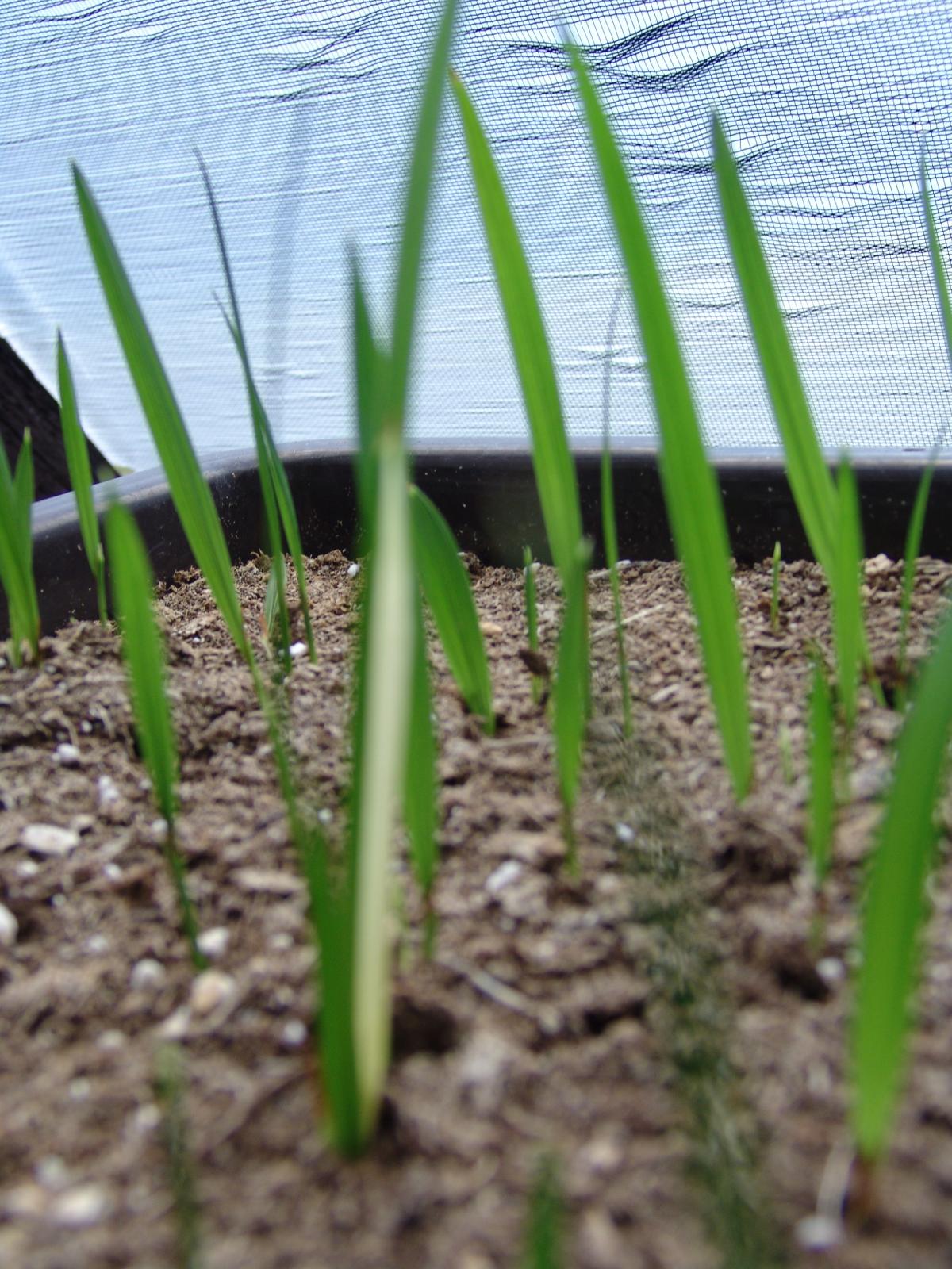 Variegated Mule palm seedling - DISCUSSING PALM TREES WORLDWIDE - PalmTalk