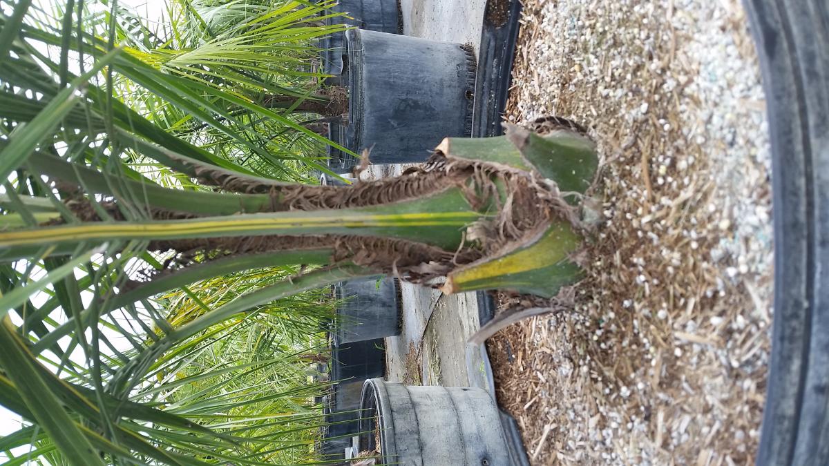 Mule palm variegated. - DISCUSSING PALM TREES WORLDWIDE - PalmTalk