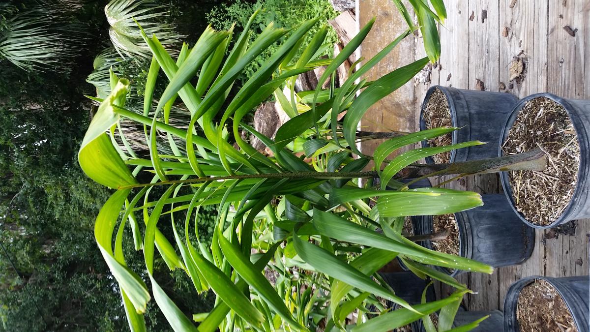 3 gallon Foxy lady hybrids. - For Sale - PalmTalk