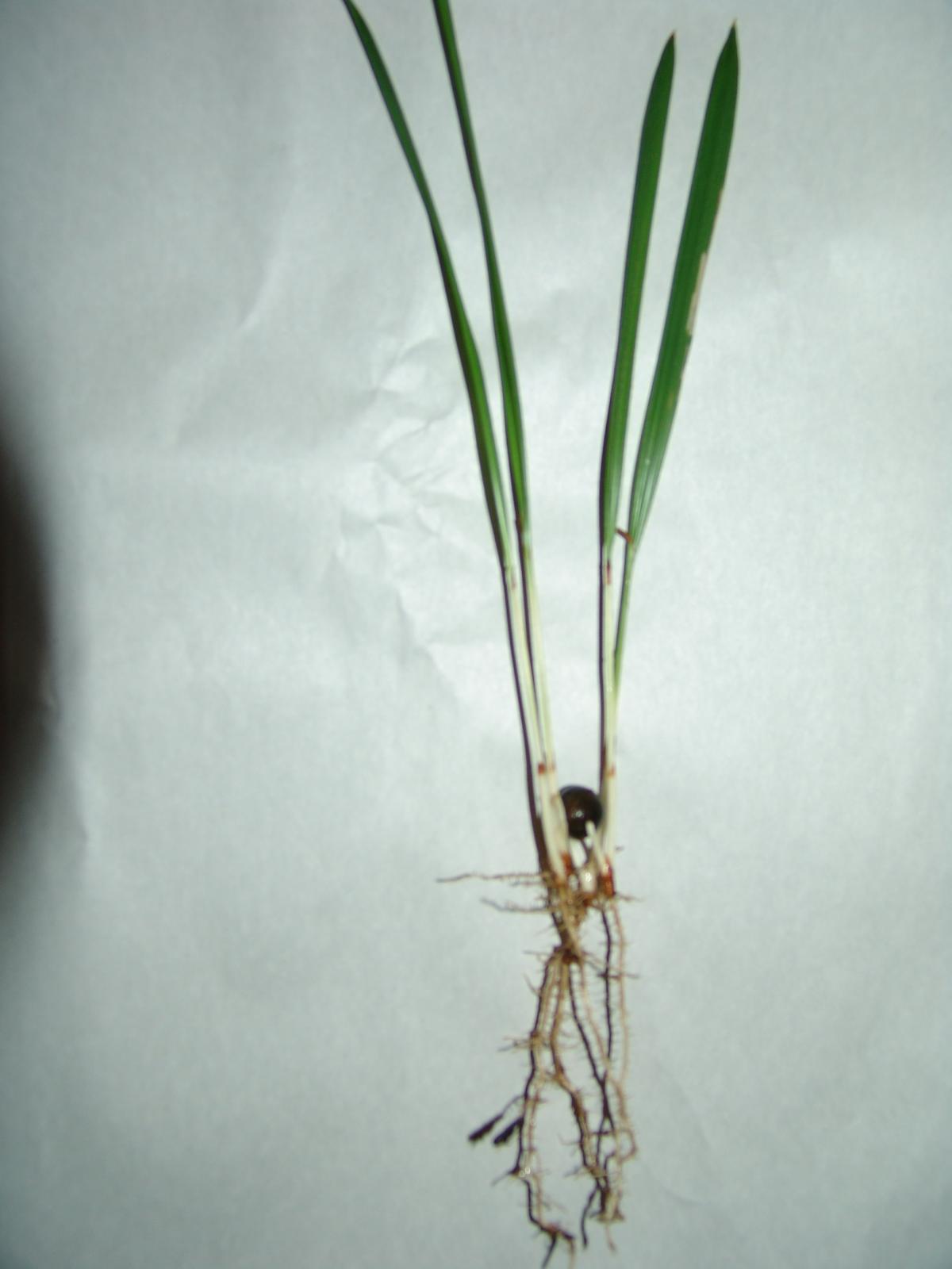 Quad Mule palm. - DISCUSSING PALM TREES WORLDWIDE - PalmTalk