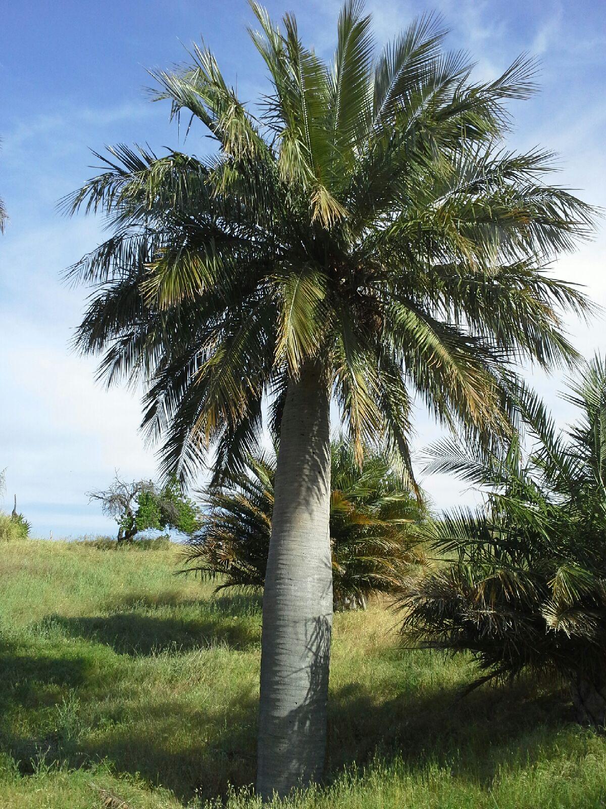 Jubaea x butia F2 - For Sale - PalmTalk