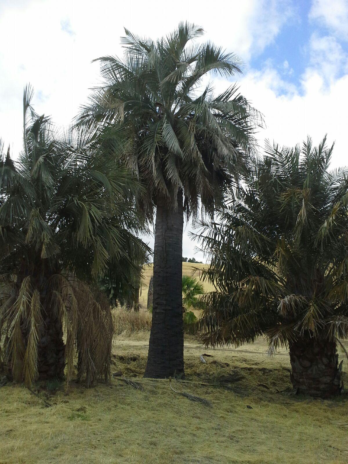 Jubaea x butia F2 - For Sale - PalmTalk