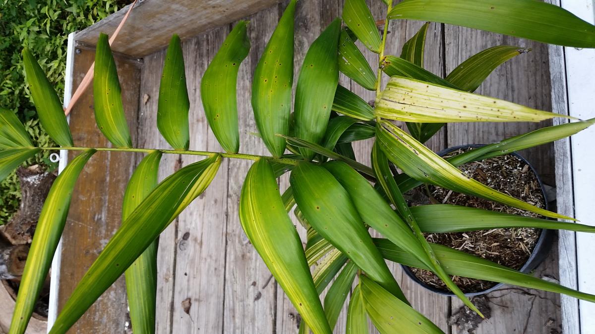 3 gallon Foxy lady hybrids. - For Sale - PalmTalk