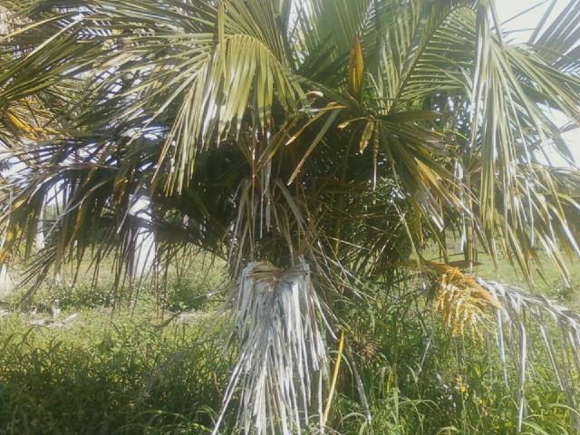 Seed Syagrus schizophylla - For Sale - PalmTalk