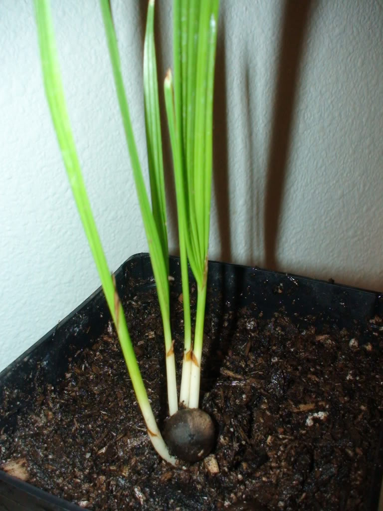 Quad Mule palm. - DISCUSSING PALM TREES WORLDWIDE - PalmTalk