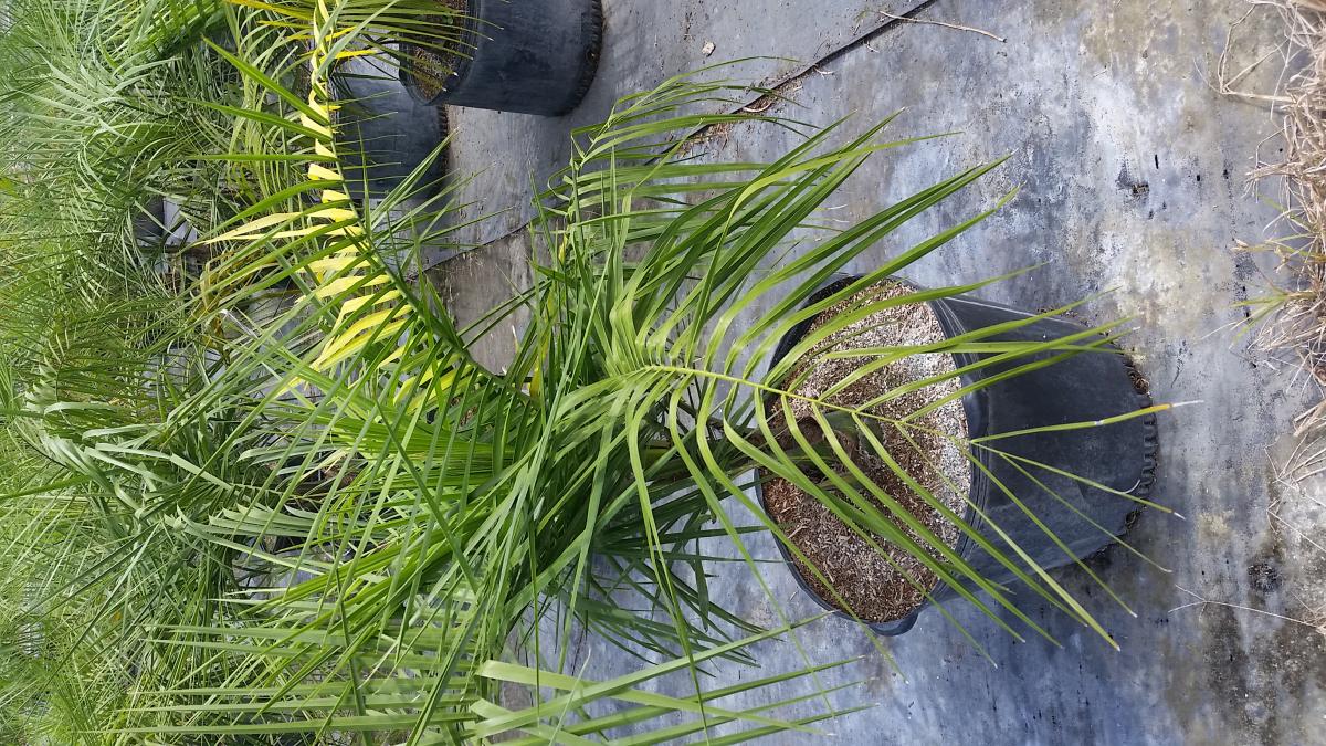Mule palm variegated. - DISCUSSING PALM TREES WORLDWIDE - PalmTalk