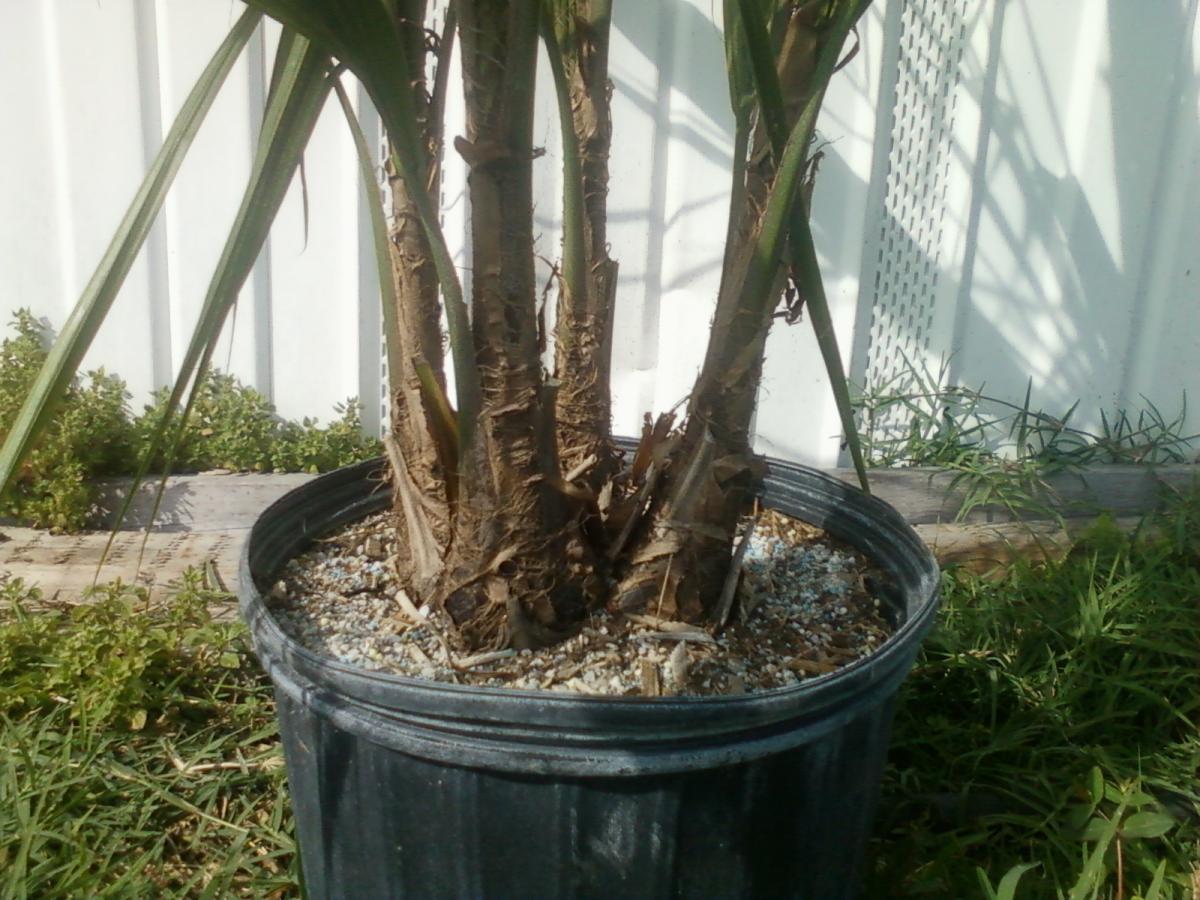 Quad Mule palm. - DISCUSSING PALM TREES WORLDWIDE - PalmTalk