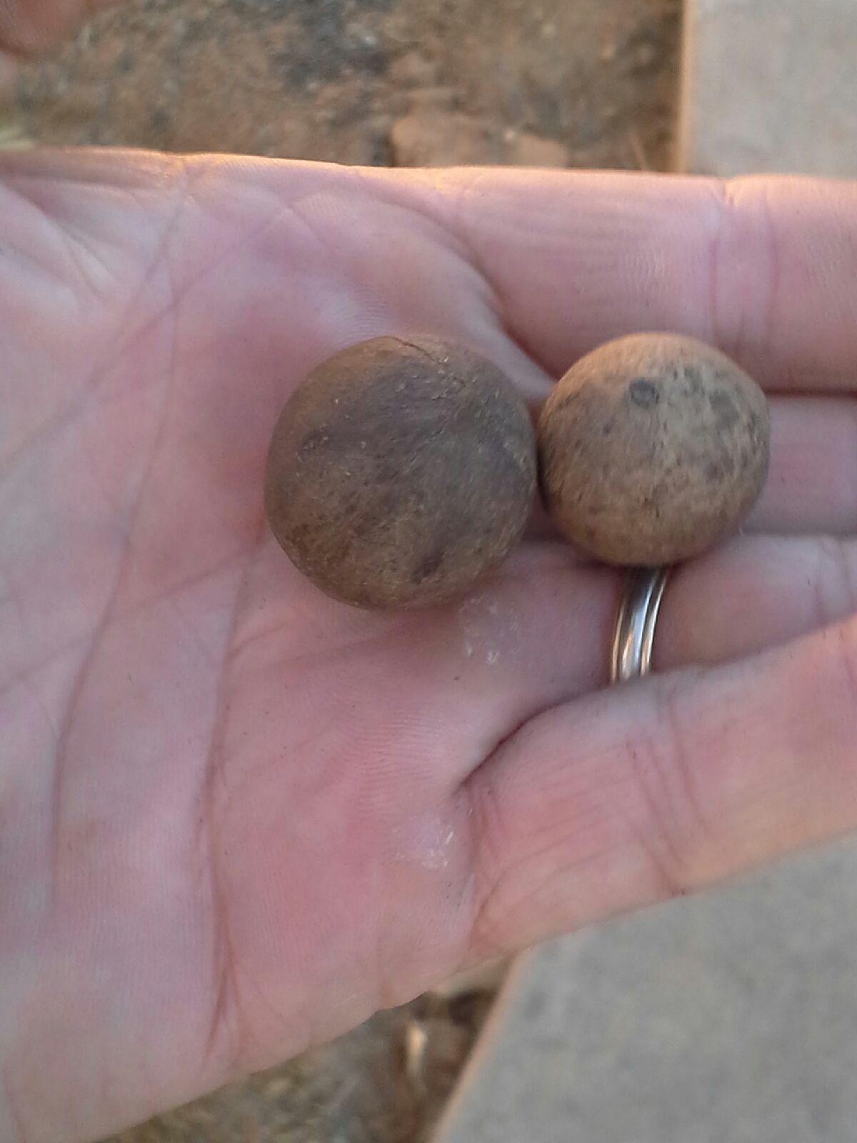 Jubaea x butia F2 - For Sale - PalmTalk