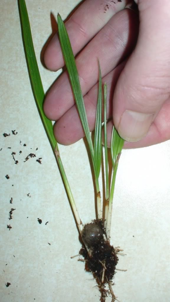 Quad Mule palm. - DISCUSSING PALM TREES WORLDWIDE - PalmTalk