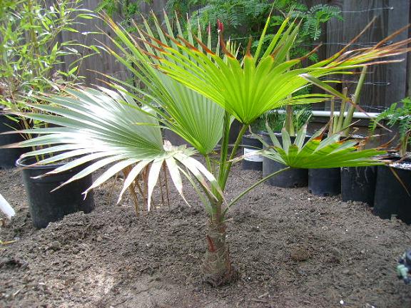Brahea nitida - DISCUSSING PALM TREES WORLDWIDE - PalmTalk