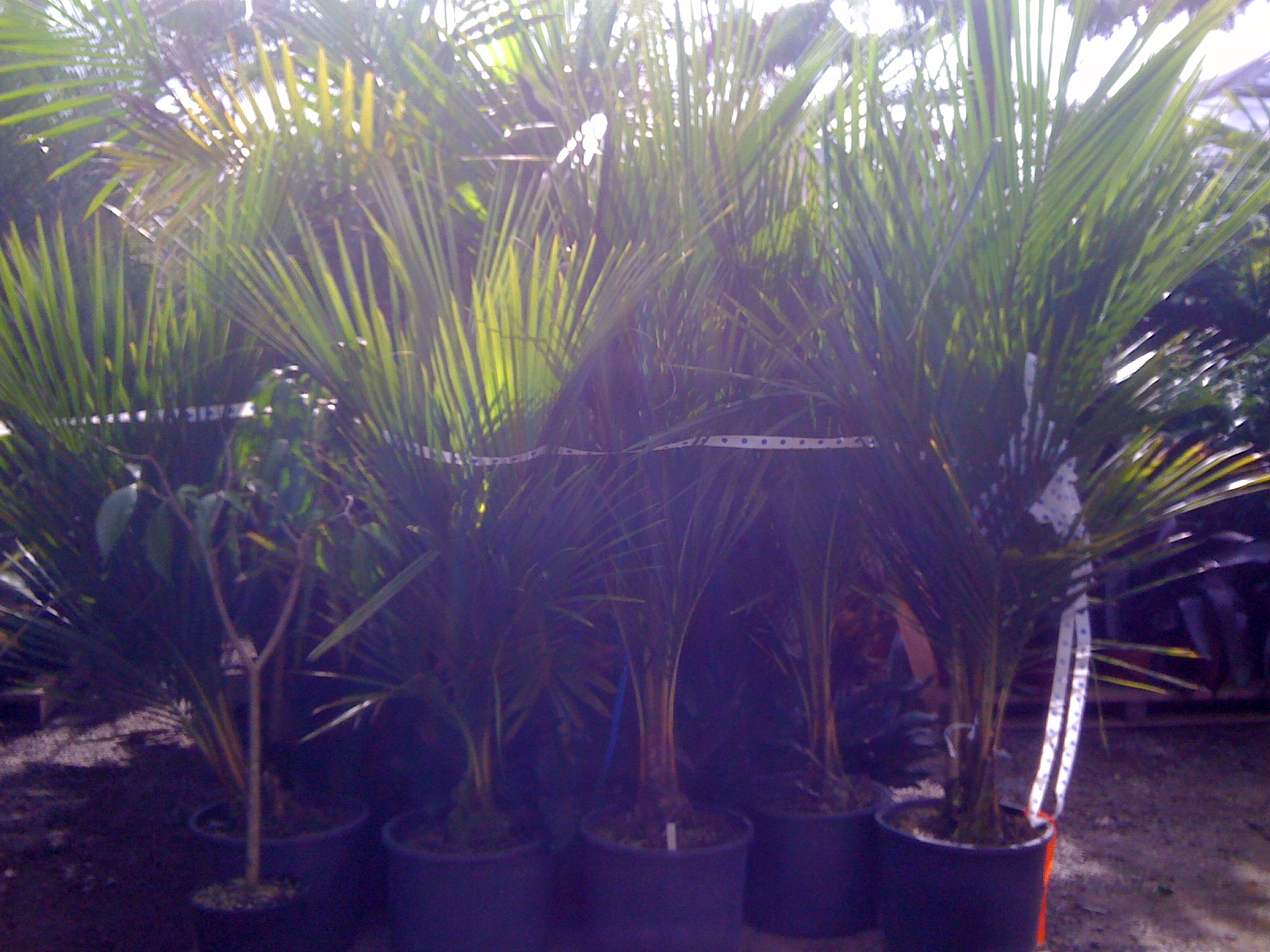 Palms of Madagascar - DISCUSSING PALM TREES WORLDWIDE - PalmTalk