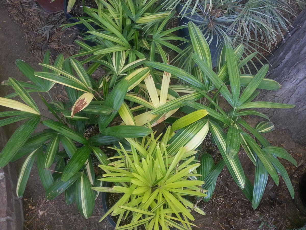 Variegated Rhapis Photos - DISCUSSING PALM TREES WORLDWIDE - PalmTalk