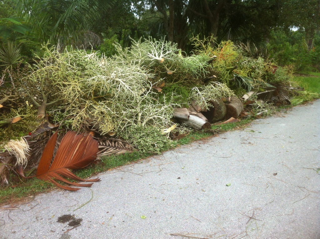 Today millions of unborn palms where destroyed - DISCUSSING PALM TREES ...