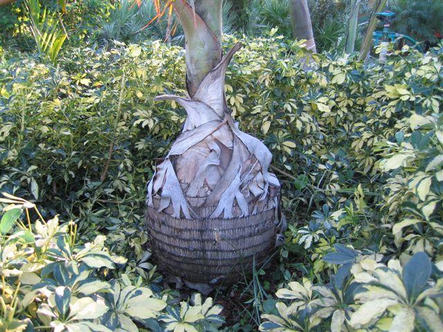 Perfectly Round Palm - DISCUSSING PALM TREES WORLDWIDE - PalmTalk