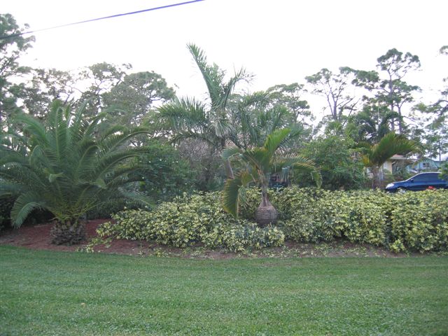Perfectly Round Palm - DISCUSSING PALM TREES WORLDWIDE - PalmTalk