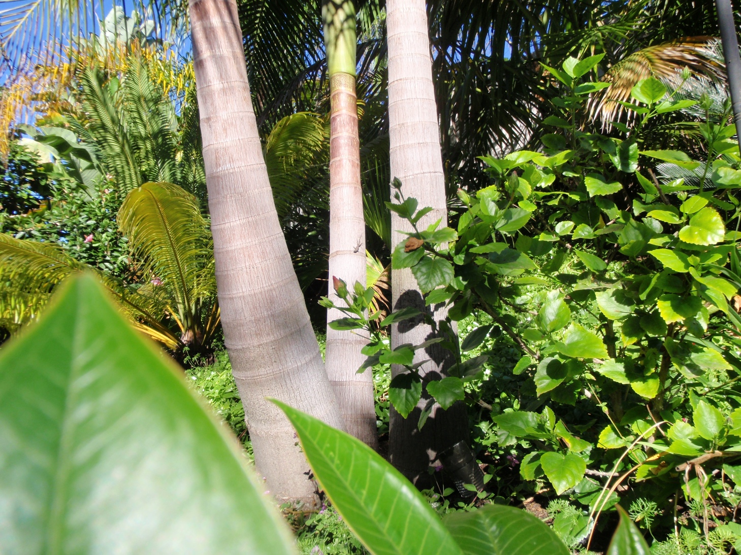 Lizards and palms gallery - DISCUSSING PALM TREES WORLDWIDE - PalmTalk