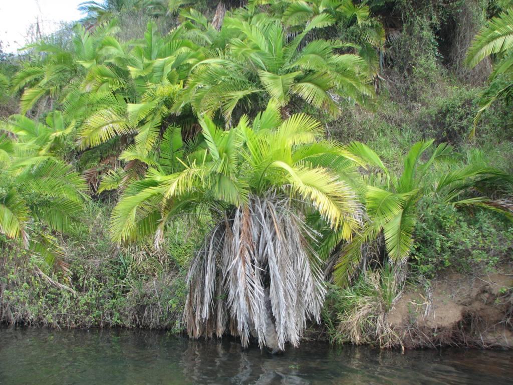 Two new palms from Brazil: Syagrus pompeoi and Syagrus santosii ...