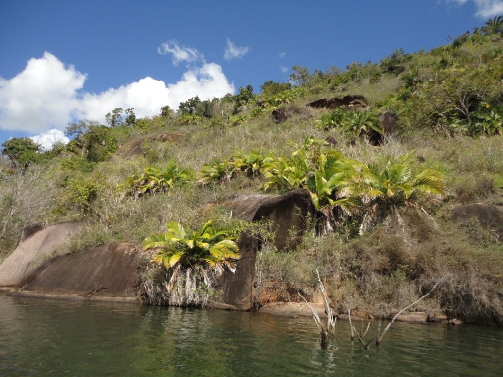 Two new palms from Brazil: Syagrus pompeoi and Syagrus santosii ...