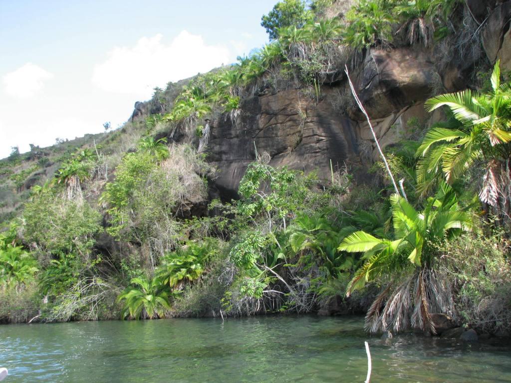 Two new palms from Brazil: Syagrus pompeoi and Syagrus santosii ...