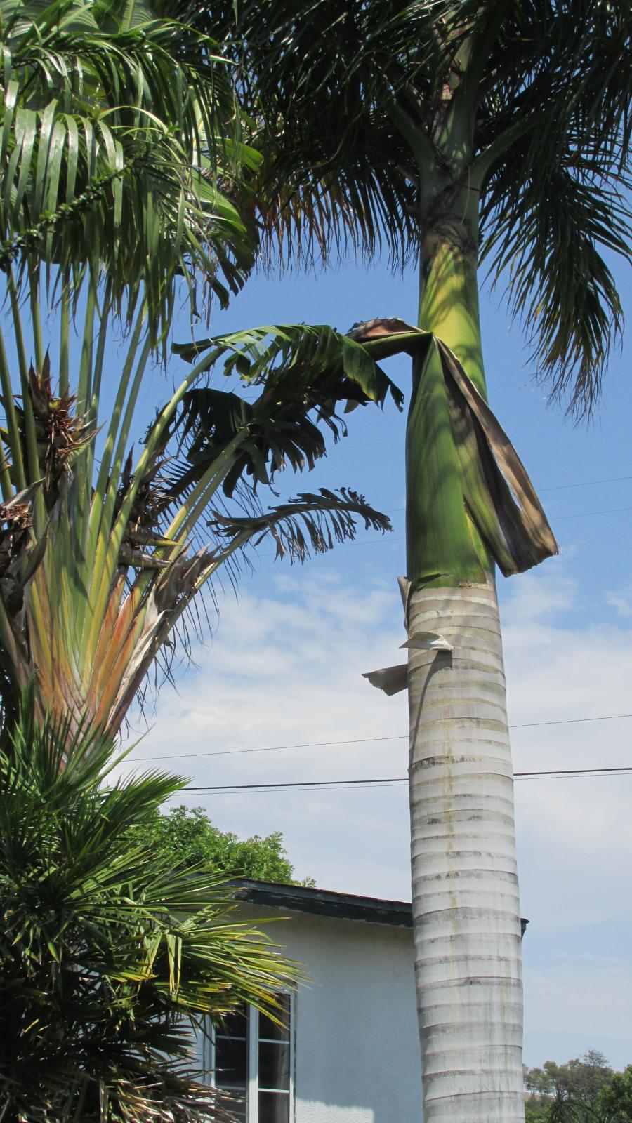 Butch dumps a biggie - DISCUSSING PALM TREES WORLDWIDE - PalmTalk