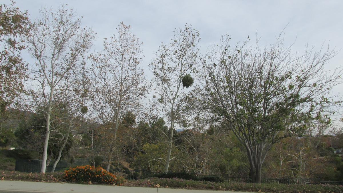 Mistletoe on a wild Sycamore in California - TROPICAL LOOKING PLANTS ...