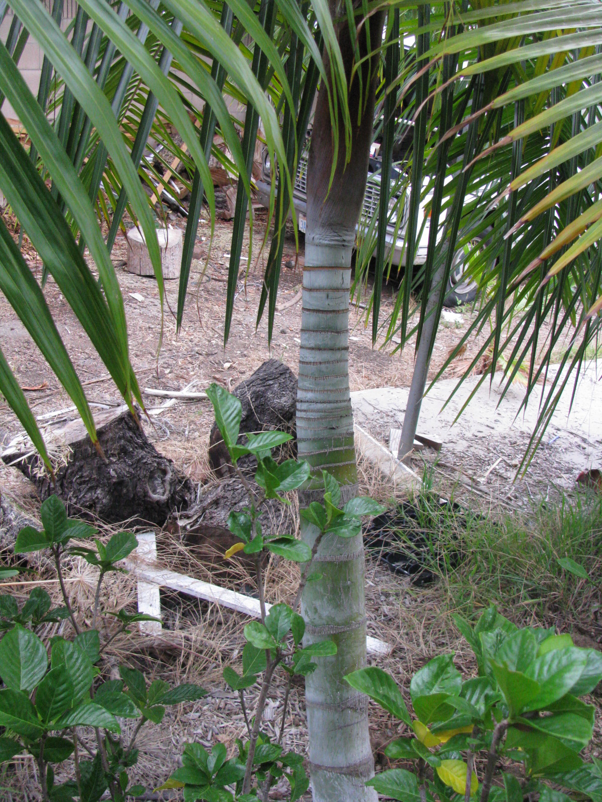 Murdered & Destroyed - DISCUSSING PALM TREES WORLDWIDE - PalmTalk