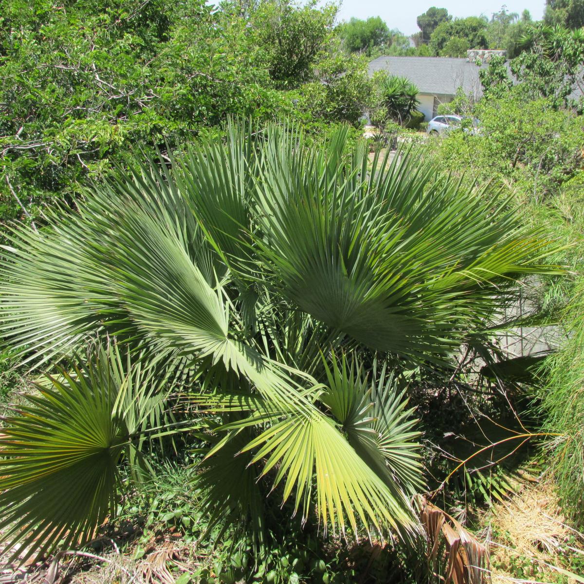 Brahea what? - DISCUSSING PALM TREES WORLDWIDE - PalmTalk