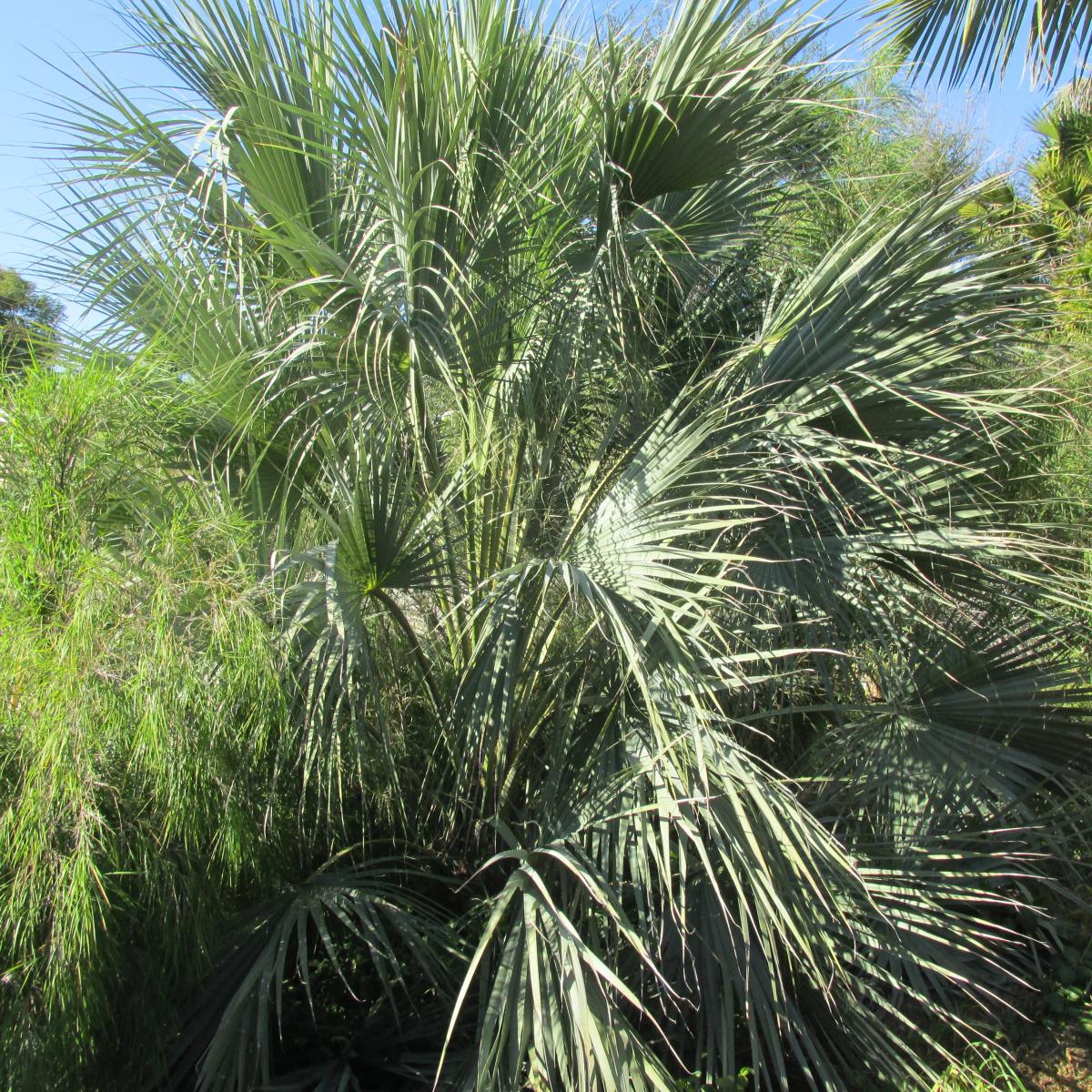 Is your palm blended?? If so do tell... - DISCUSSING PALM TREES ...
