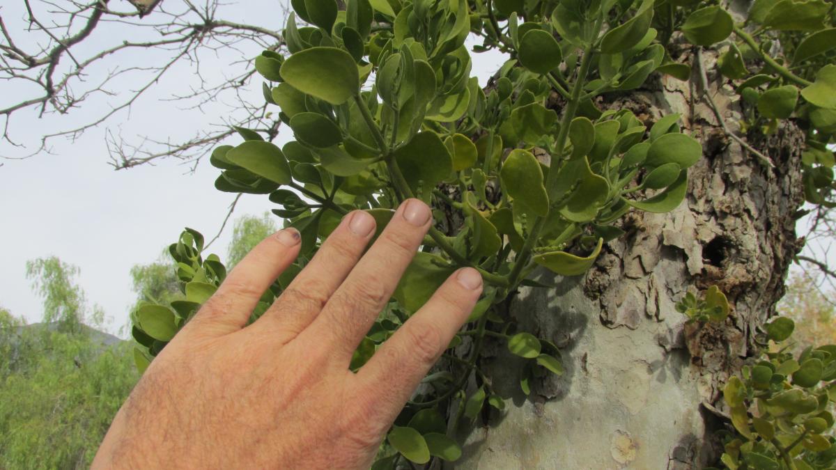 Mistletoe on a wild Sycamore in California - TROPICAL LOOKING PLANTS ...
