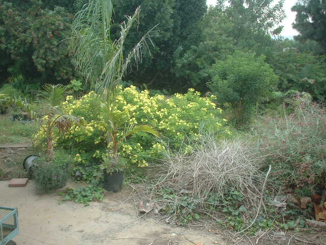 "Sunshine Bush" - TROPICAL LOOKING PLANTS - Other Than Palms - PalmTalk